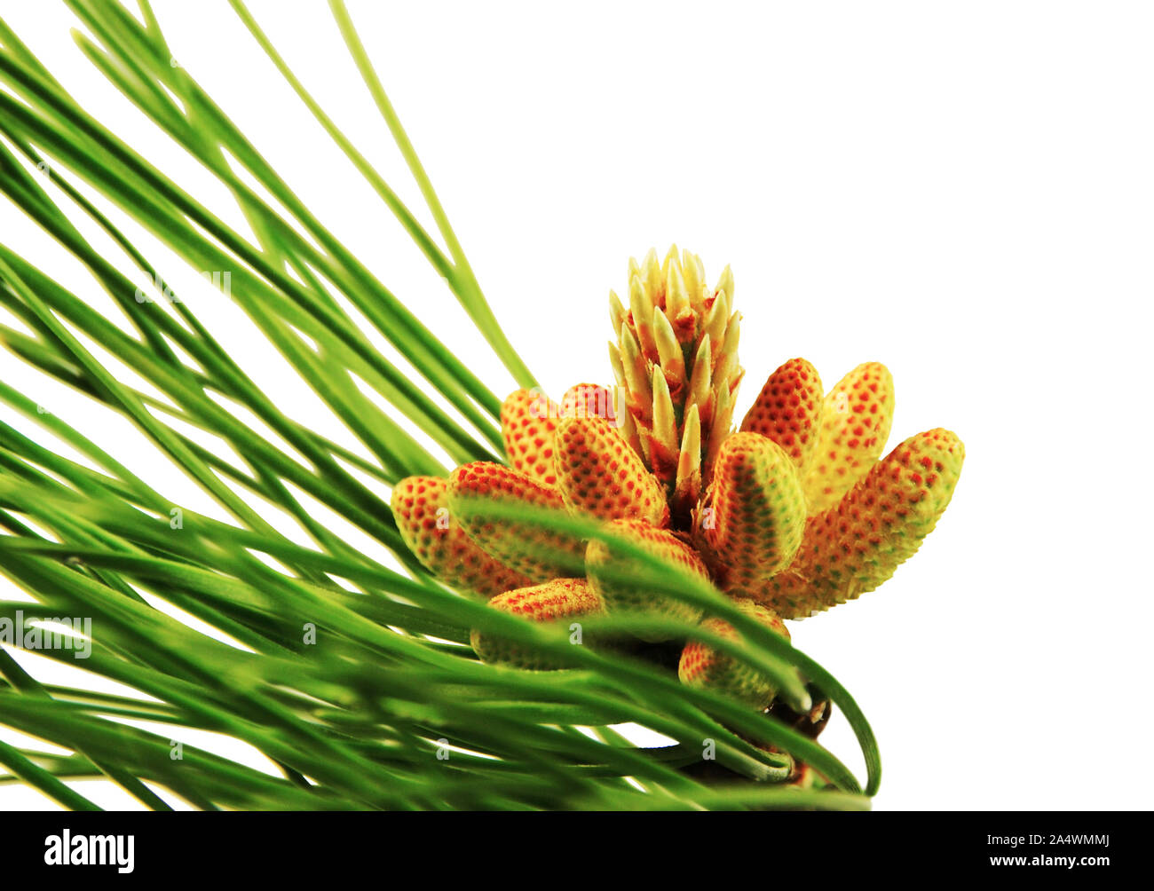 Aleppo pine tree hi-res stock photography and images - Alamy