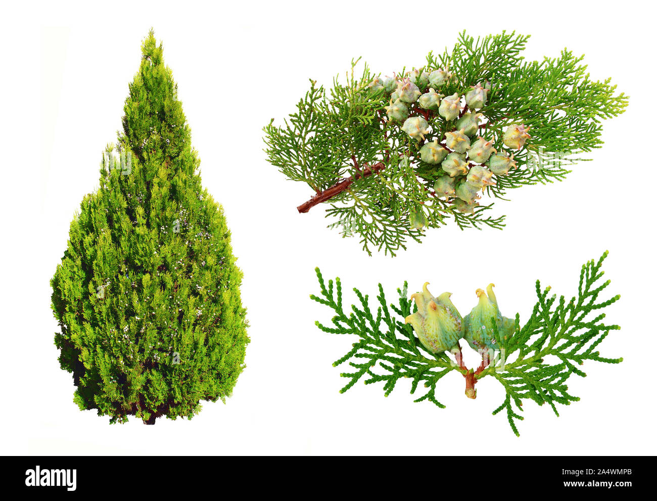 Golden thuya hi-res stock photography and images - Alamy