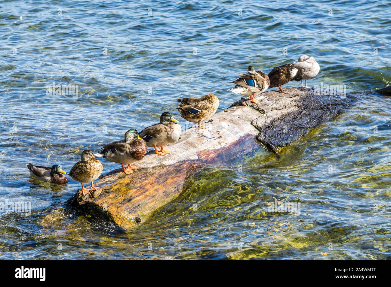 Log in a lake hi-res stock photography and images - Alamy