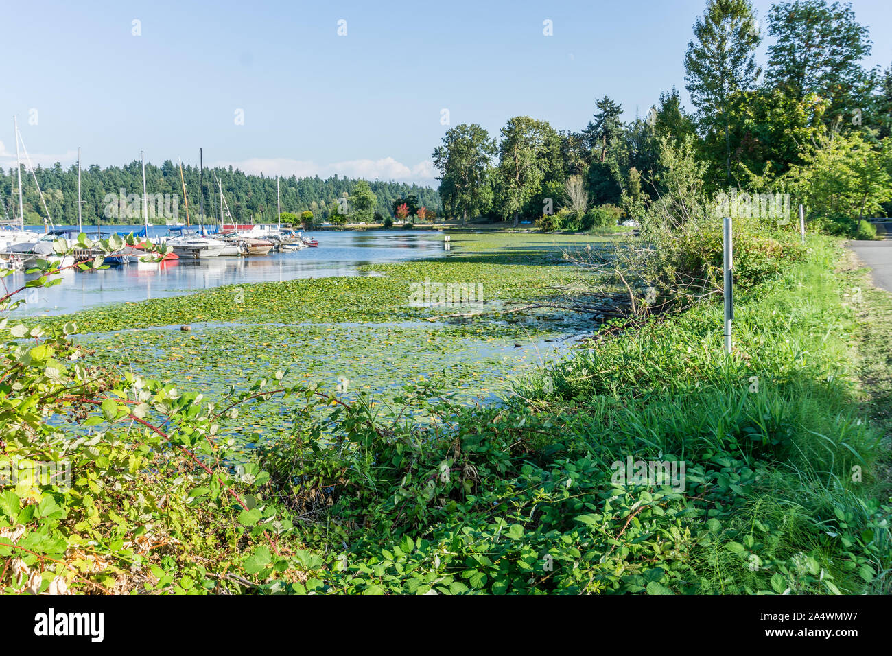 The shoreline of Lake Washington in Seattle Stock Photo - Alamy