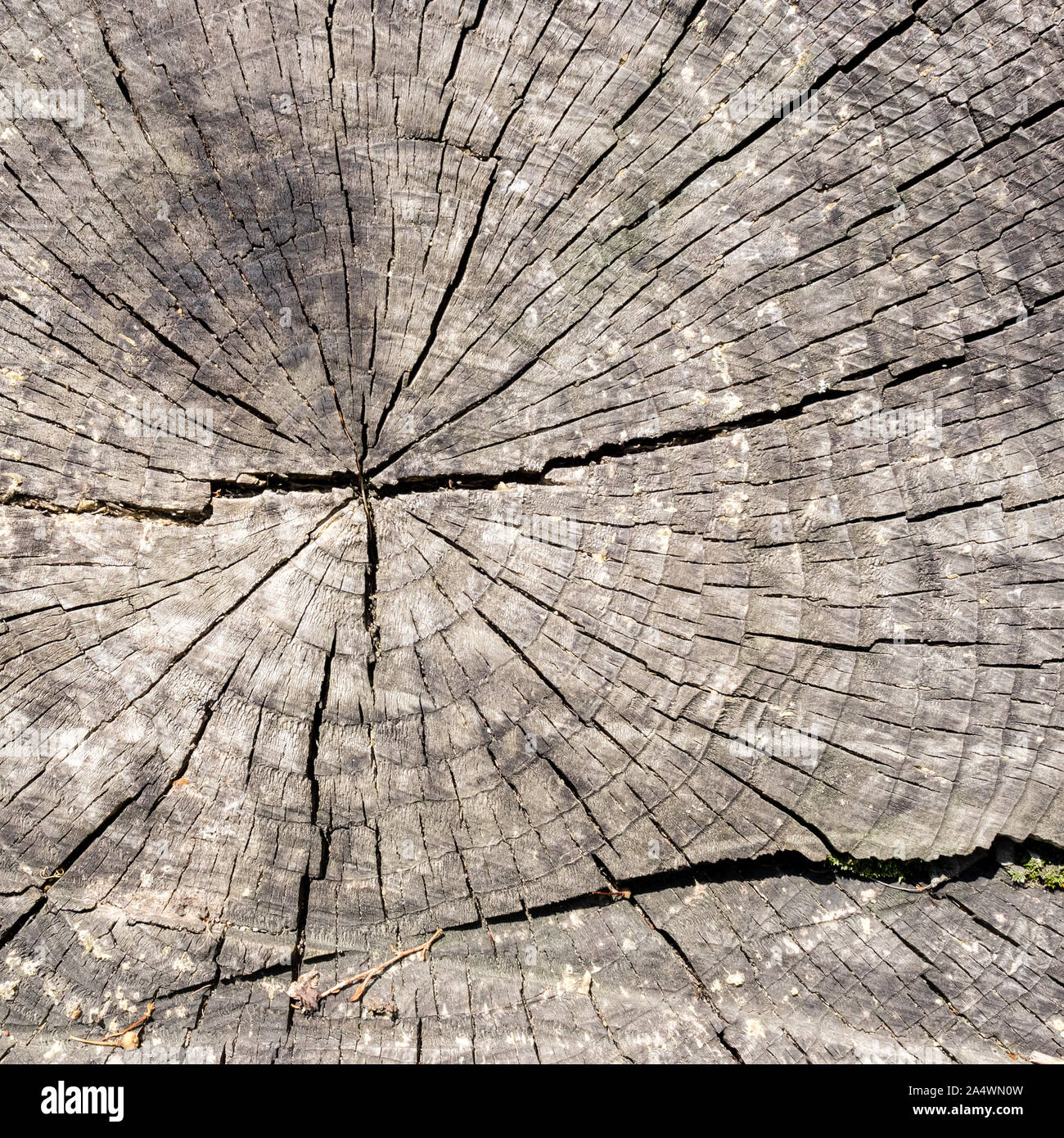 Square wooden texture of rough old round cut down oak tree with cracks ...