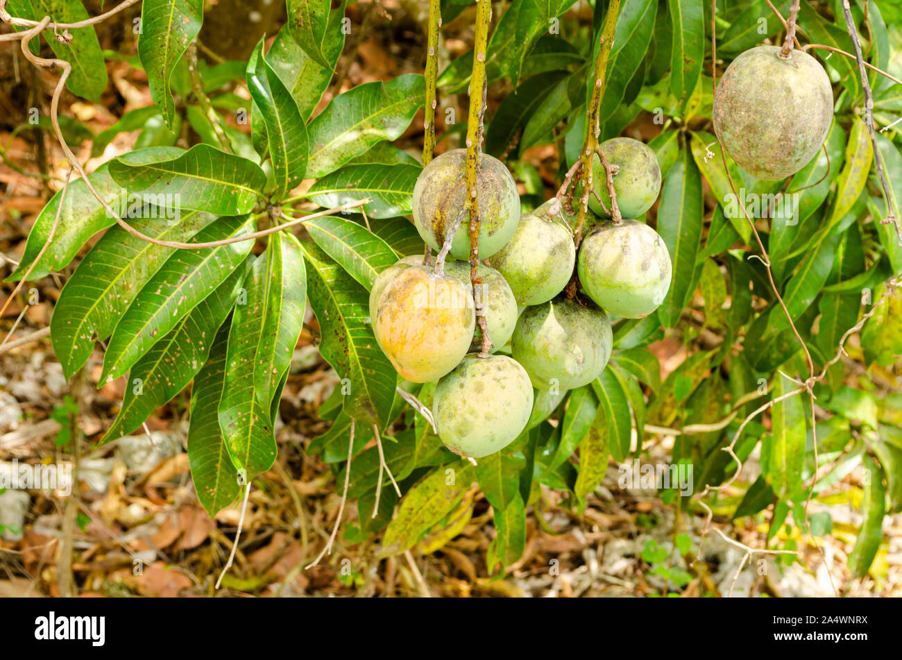 Common mango tree mangifera indica hi-res stock photography and images ...