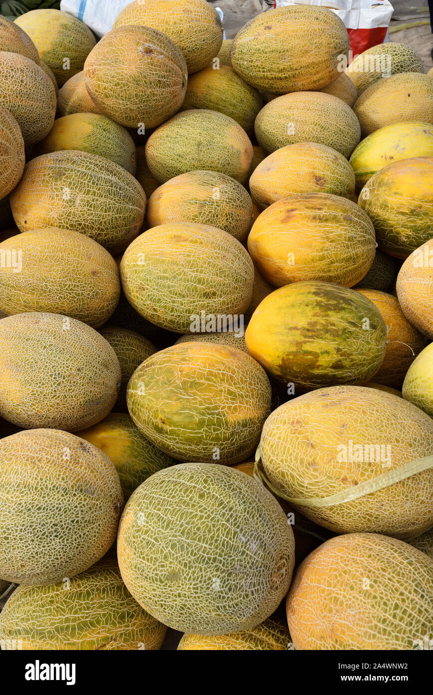 The tasty and famous uzbek melons praised by the medieval traveler Ibn ...