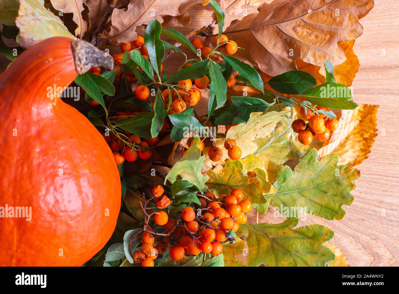 Autumn background with orange pumpkin and leaves of maple, oak and ...