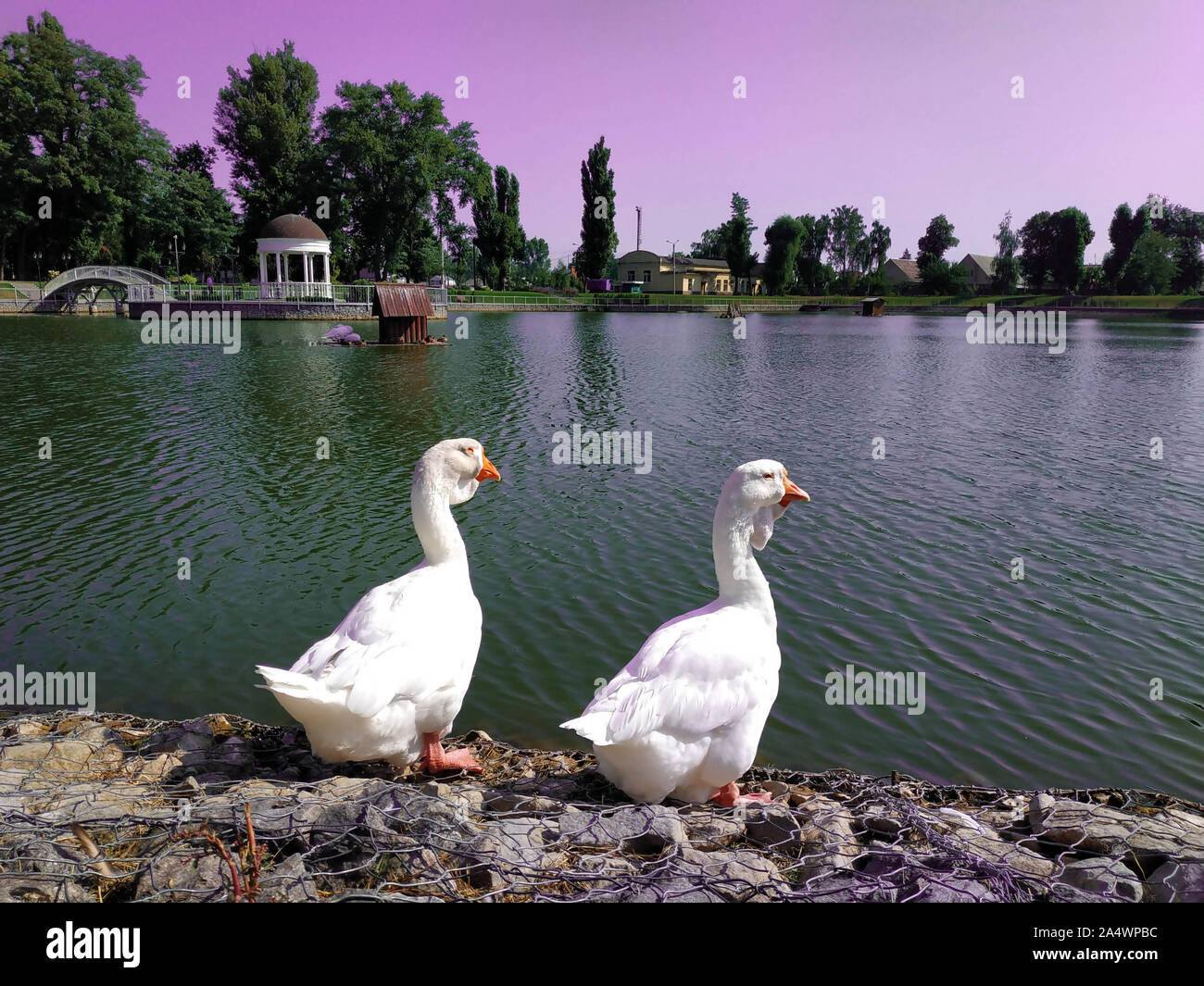 Two geese in water swimming hi-res stock photography and images - Alamy