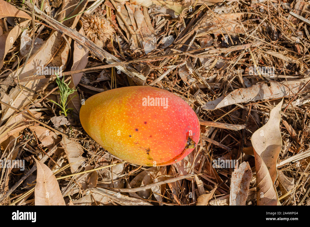Ripe Mango Among Dried Trash Stock Photo - Alamy