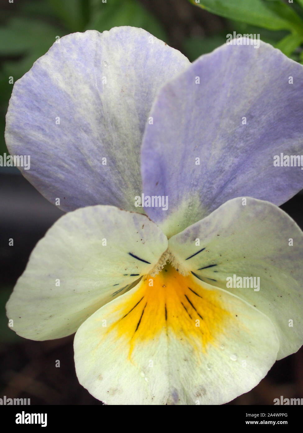 Pansy. The colorful petals of the flower buds. Garden flowers ...