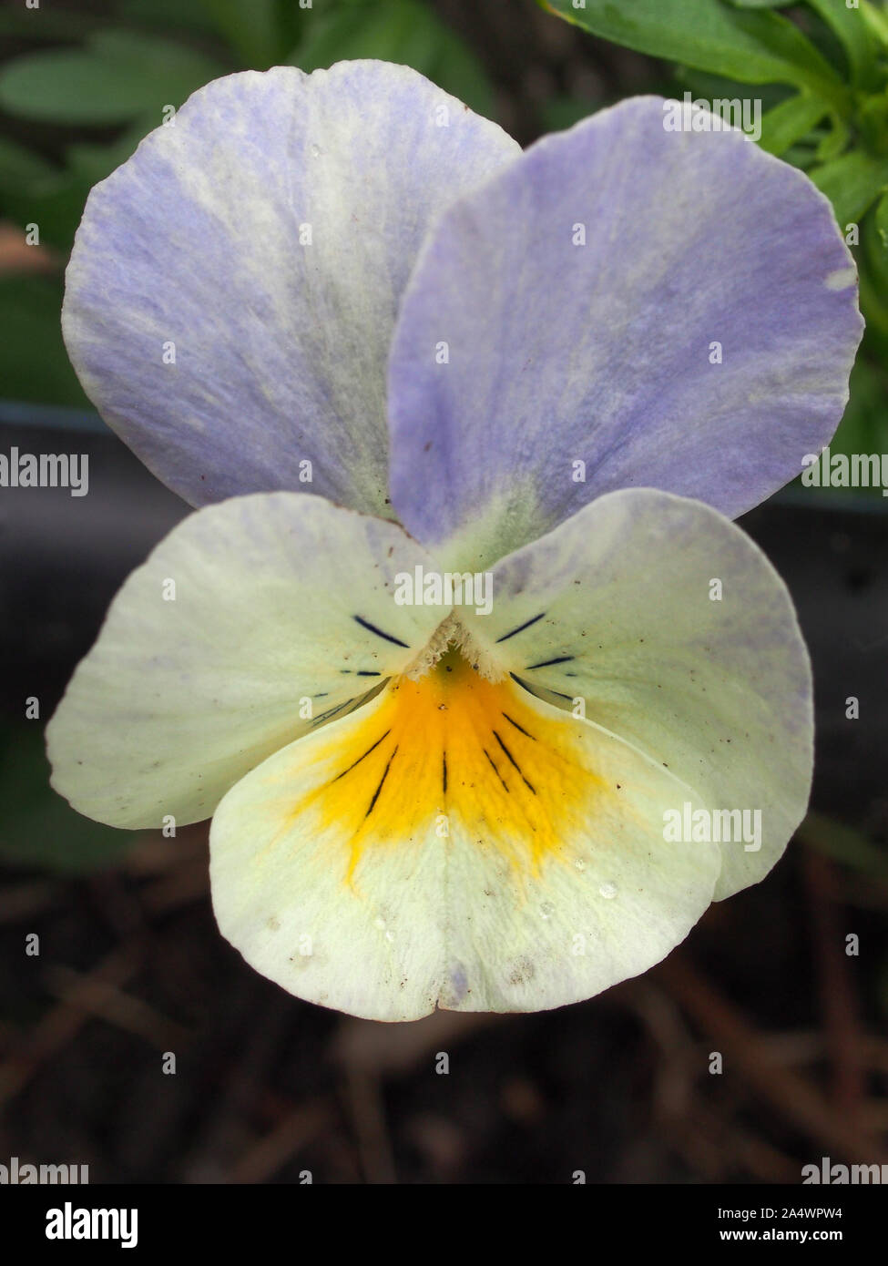 Pansy. The colorful petals of the flower buds. Garden flowers ...