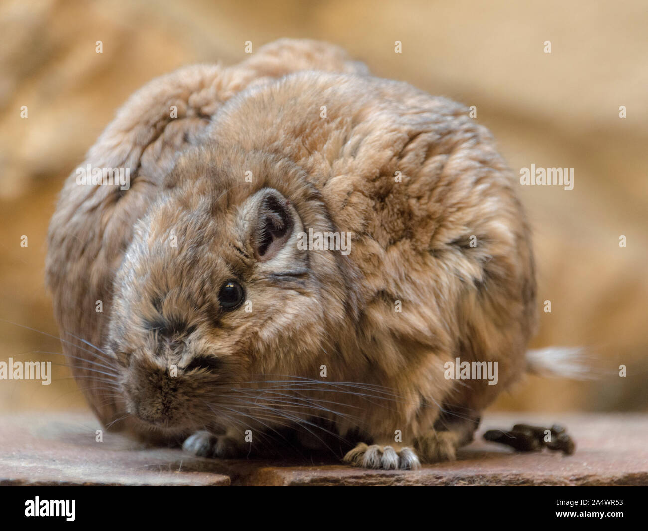 Gundi ctenodactylus gundi hi-res stock photography and images - Alamy