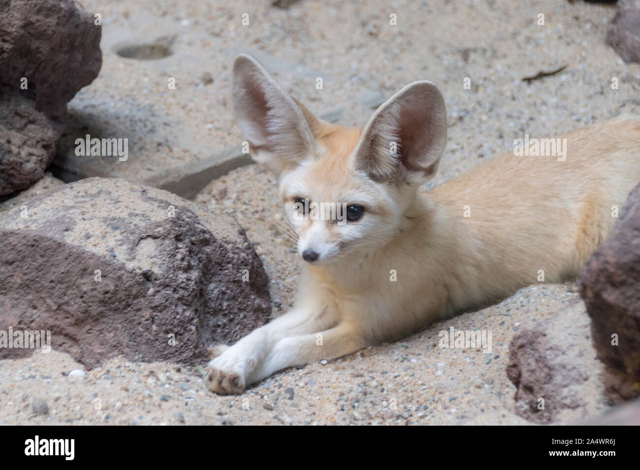 Fennec fennecus zerda hi-res stock photography and images - Alamy