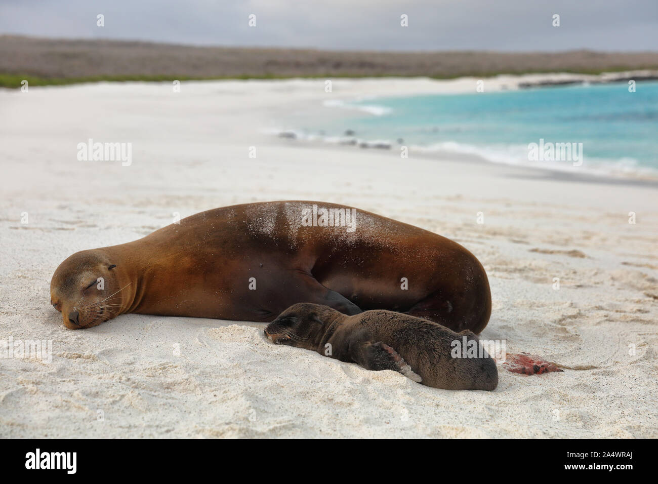 Baby next mother beach eating hi-res stock photography and images - Alamy