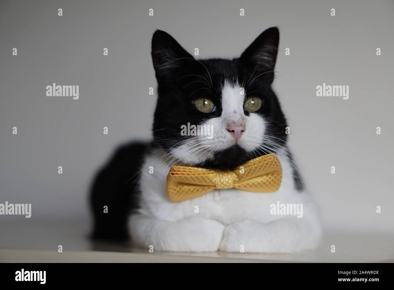 Black fashion models male hi-res stock photography and images - Alamy