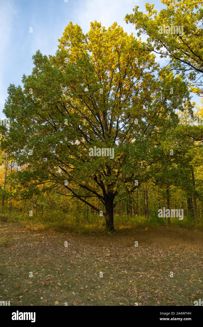 Autumn landscape. Trees with yellow, orange and red leaves. Golden ...