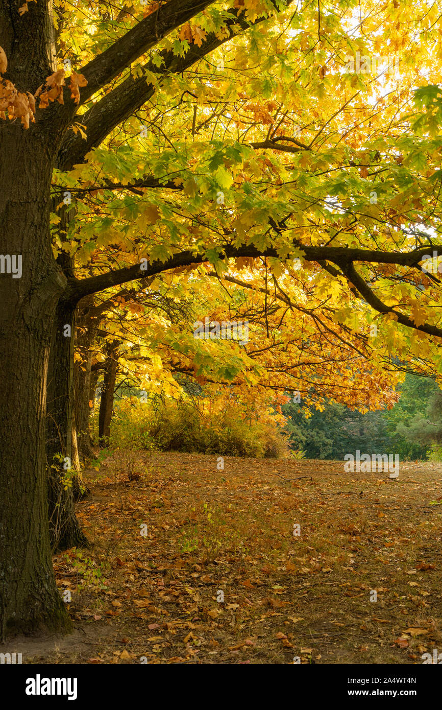 Autumn landscape. Trees with yellow, orange and red leaves. Golden ...