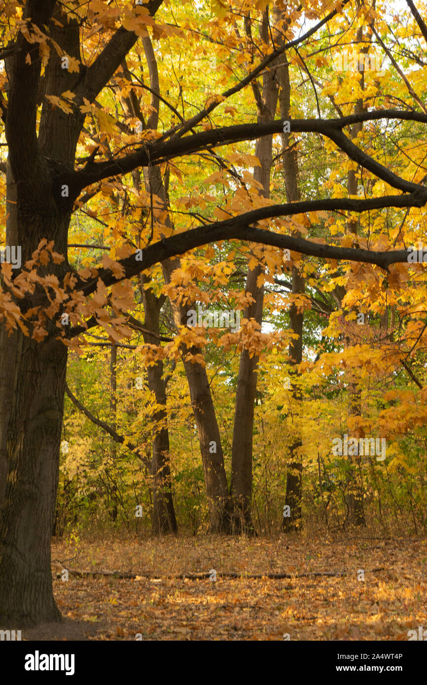 Autumn landscape. Trees with yellow, orange and red leaves. Golden ...