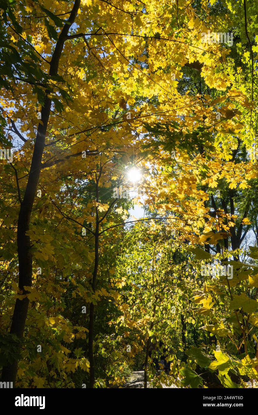 Autumn landscape. Trees with yellow, orange and red leaves. Golden ...