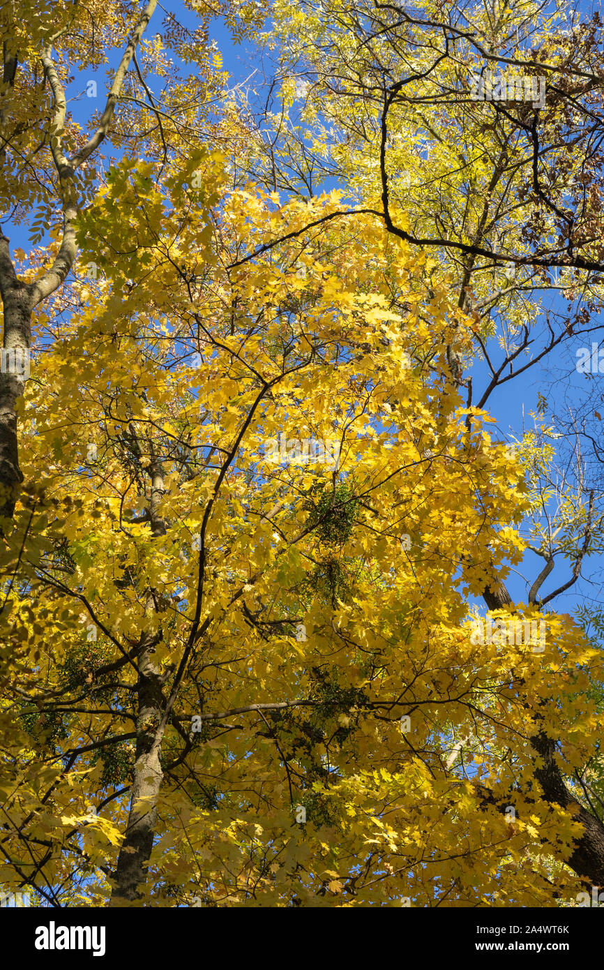Autumn landscape. Trees with yellow, orange and red leaves. Golden ...