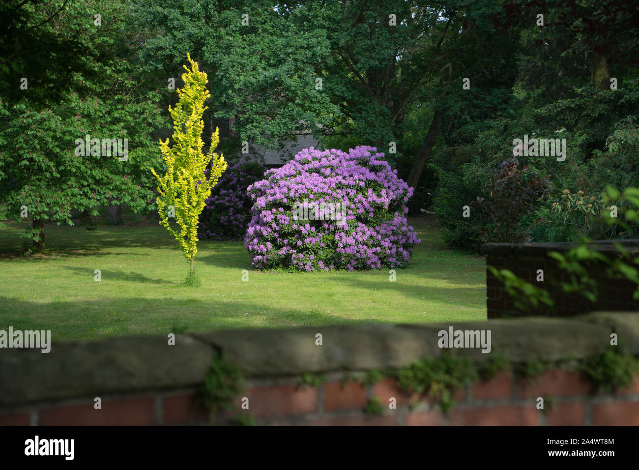 Blooming rhododendron bush behind a wall in a public park. Bright ...