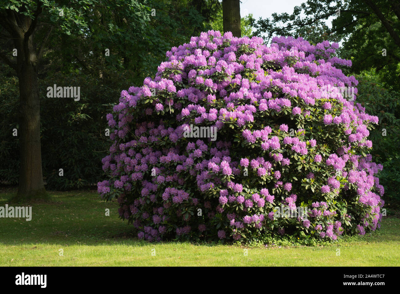 Rhododendron park hi-res stock photography and images - Alamy