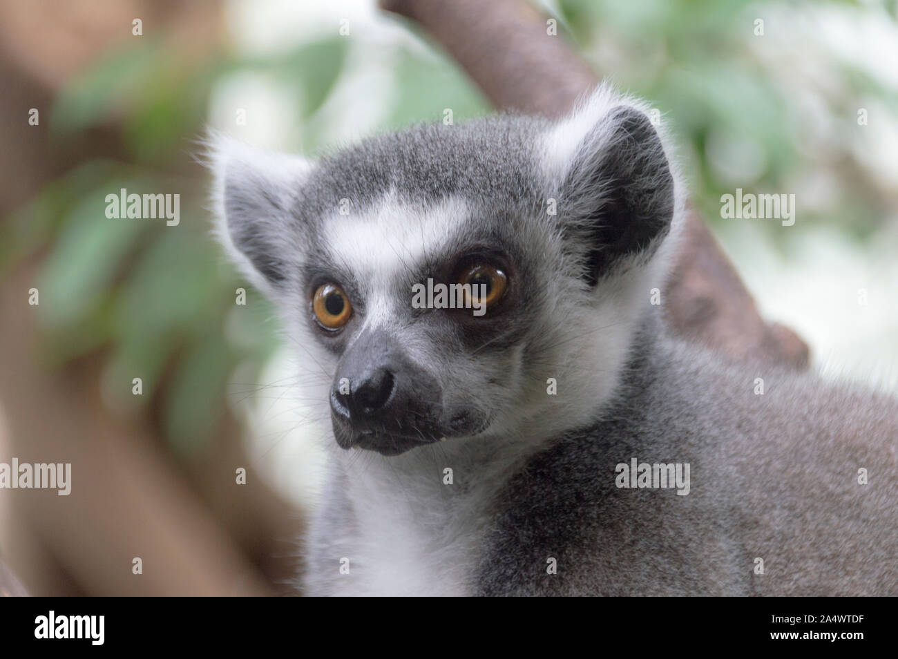 Maky eyes hi-res stock photography and images - Alamy