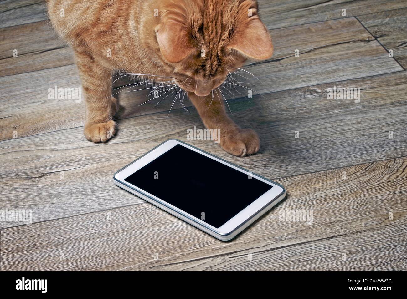 Cat computer screen hi-res stock photography and images - Alamy