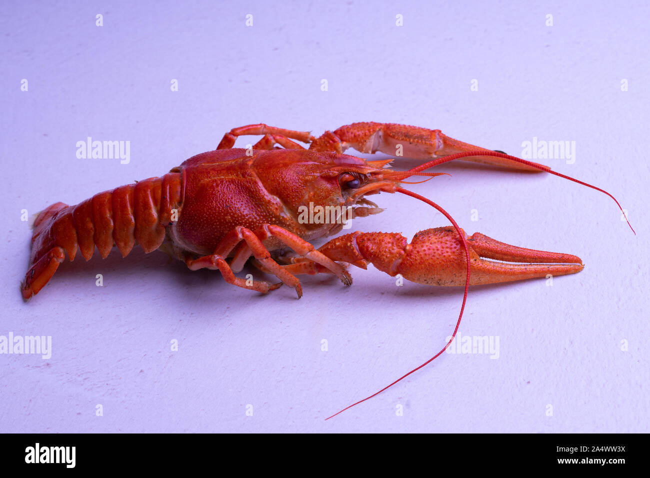 Red crayfish on blue hi-res stock photography and images - Alamy