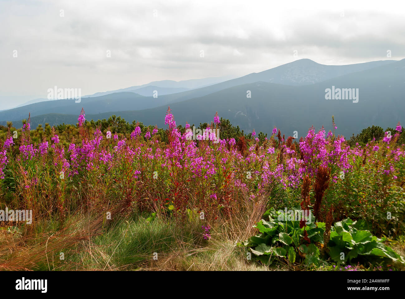 Flora Bulgaria High Resolution Stock Photography and Images - Alamy