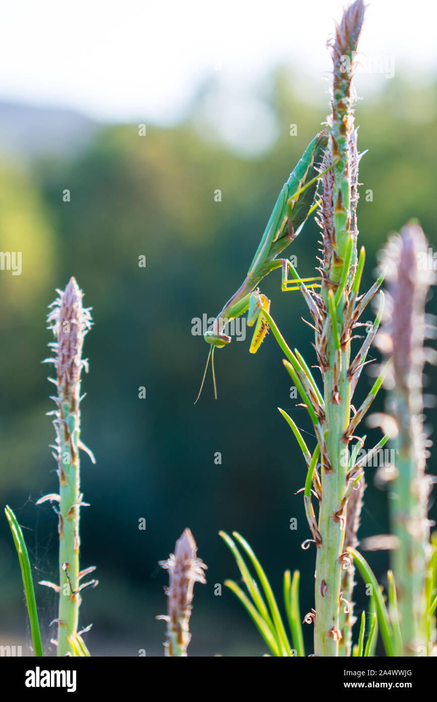 Tree mantis hi-res stock photography and images - Alamy