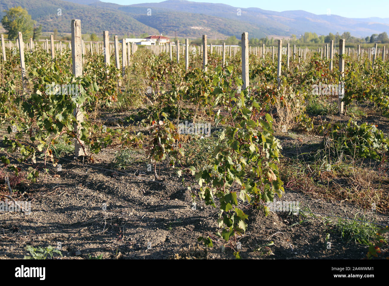 Growing grapes for white and red wine Stock Photo - Alamy
