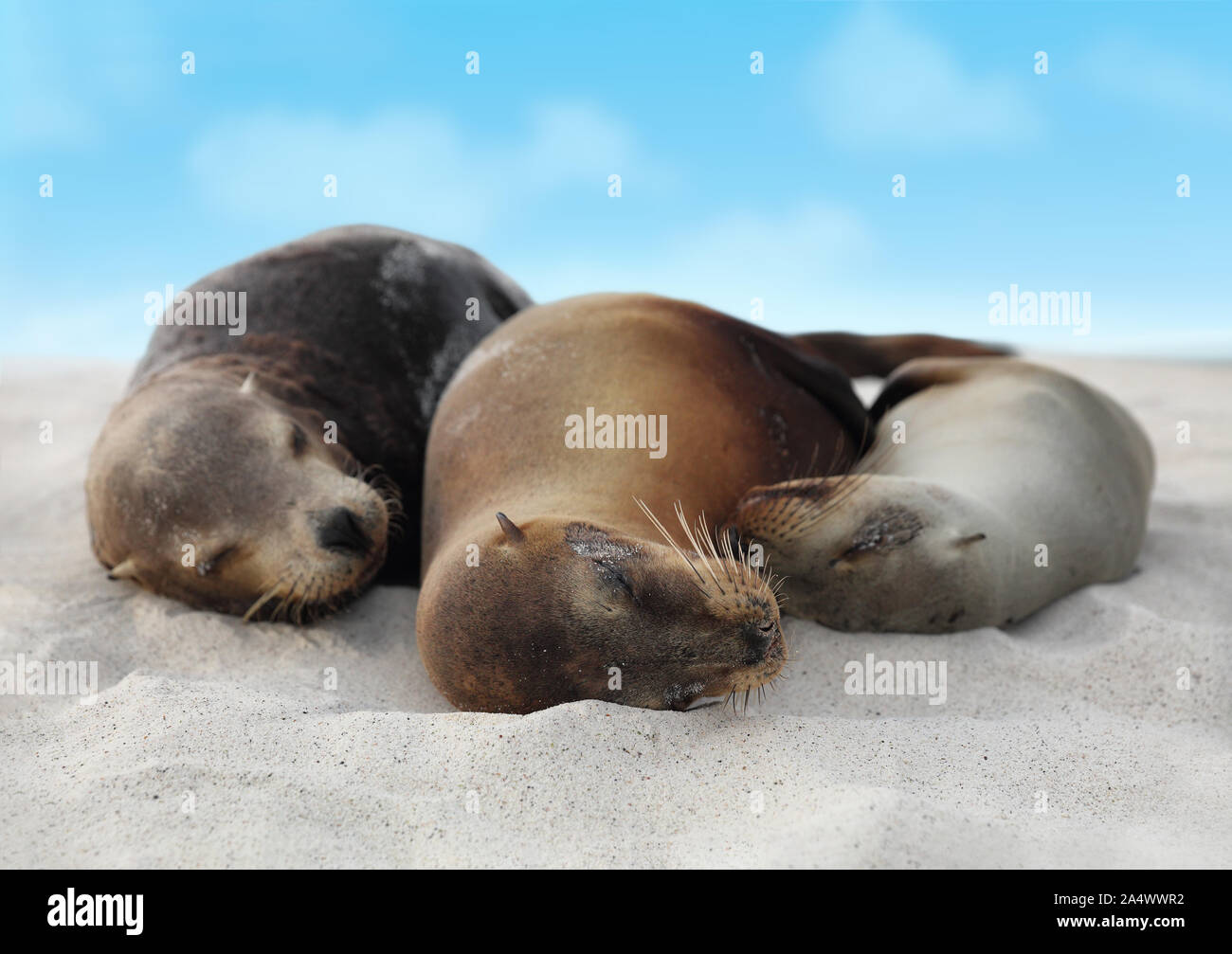 Sea Lions in sand lying on beach on Galapagos Islands - Cute adorable ...