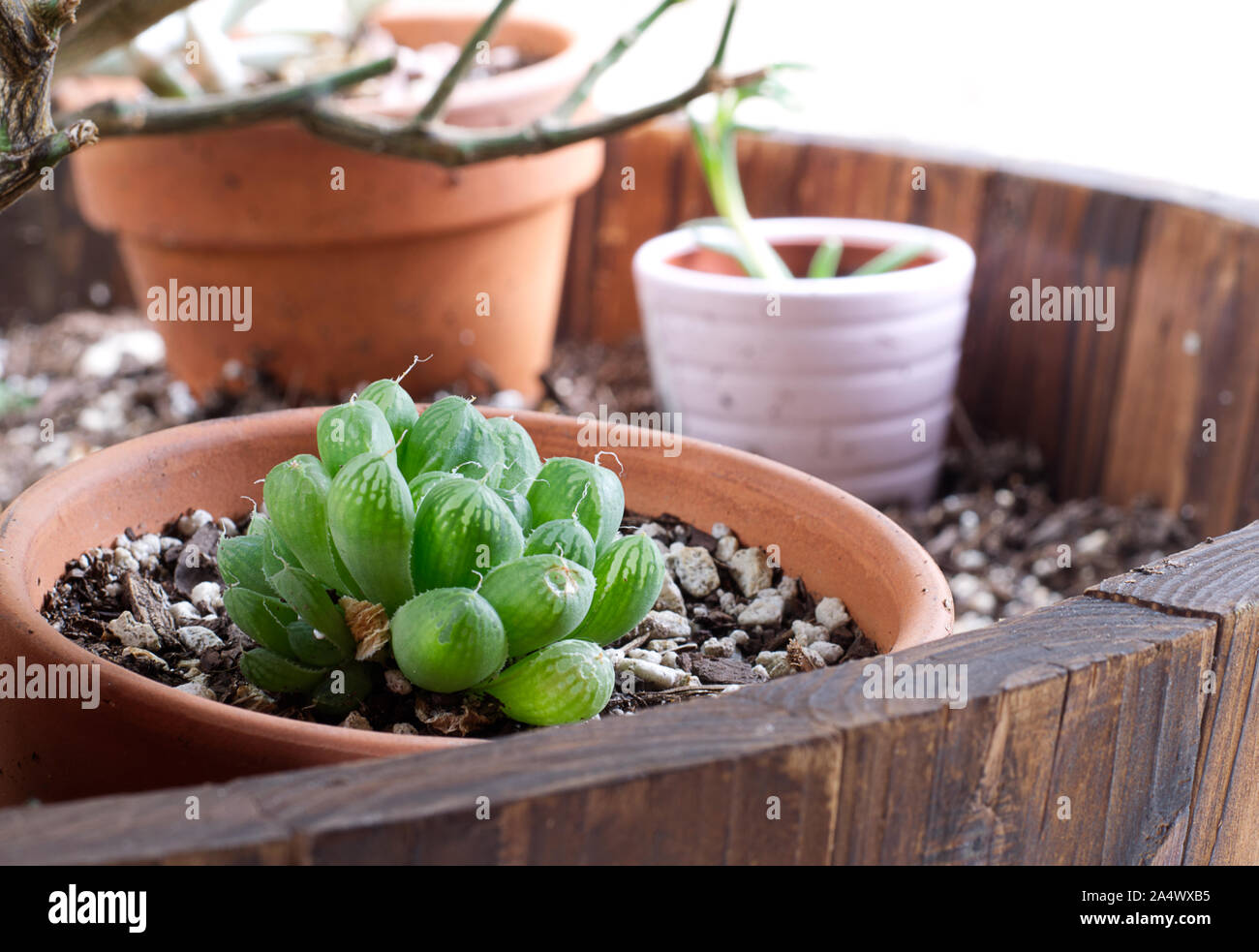 Cacti and succulents in pots outside hi-res stock photography and ...