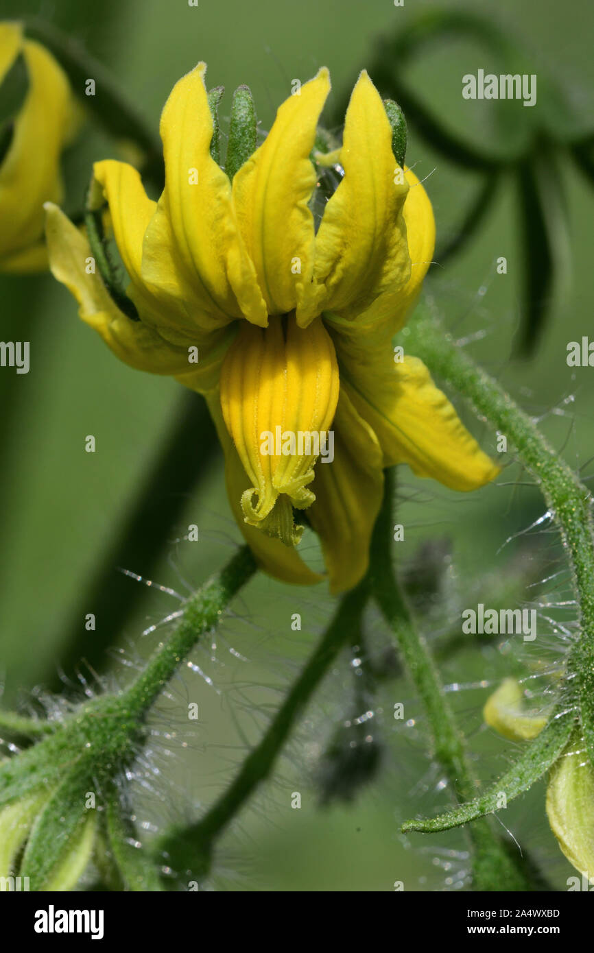 Tomato plants in bloom hi-res stock photography and images - Alamy