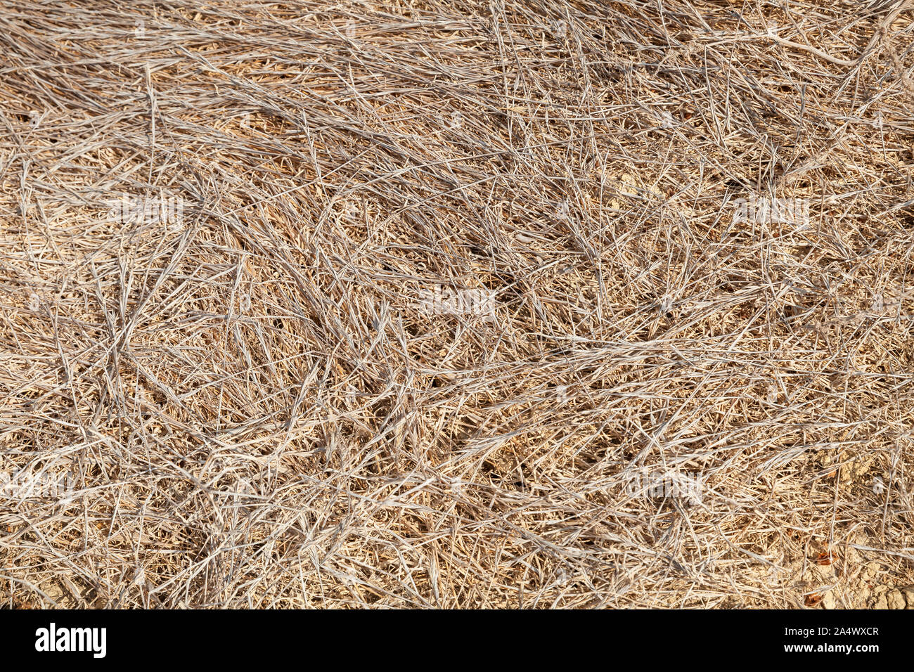Dead grass texture hi-res stock photography and images - Alamy