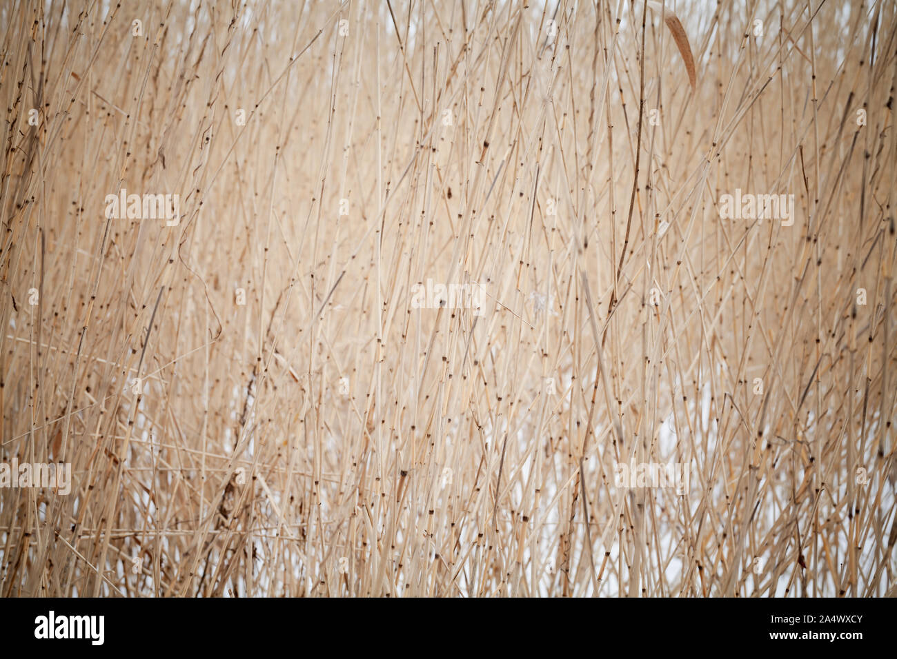 Dry coastal reed at winter day, natural background photo pattern Stock ...