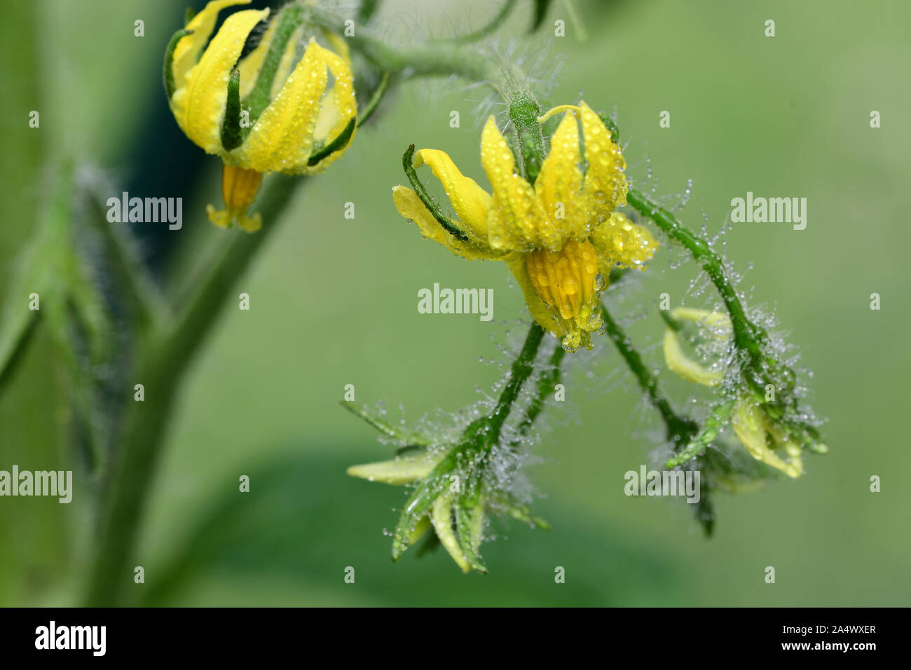 Tomato plants in bloom hi-res stock photography and images - Alamy