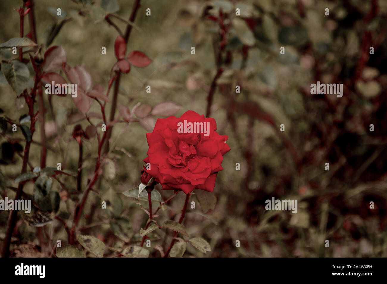 beautiful uncut red roses on their own plant in a garden, with great ...