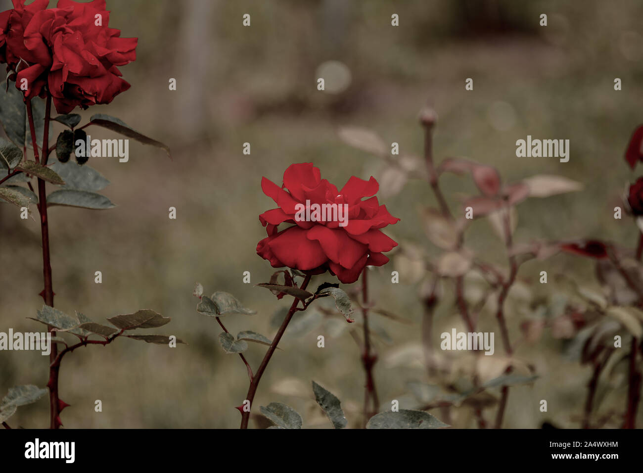 beautiful uncut red roses on their own plant in a garden, with great ...