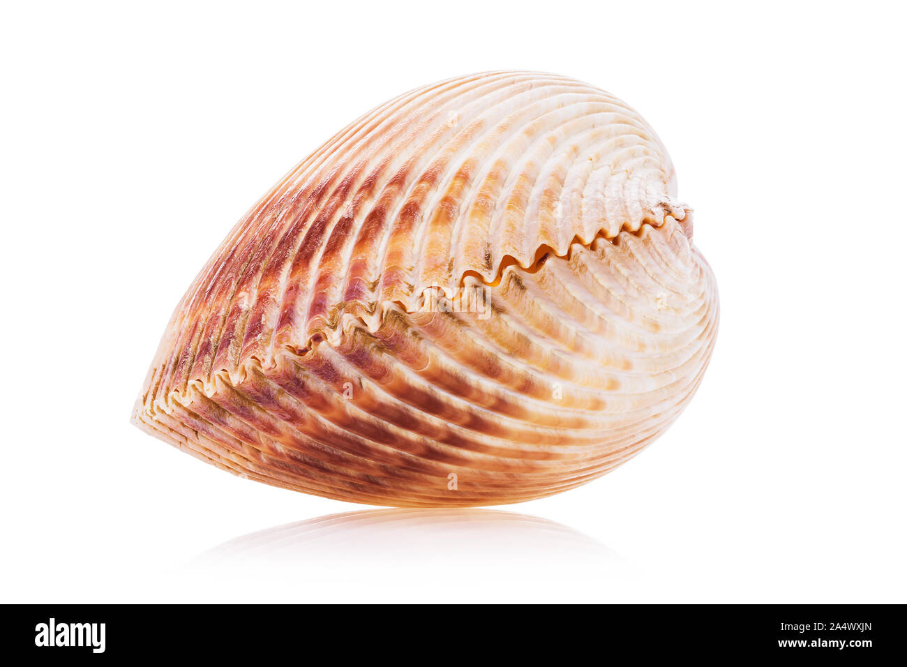 Large bivalve seashell isolated on white background. Stacked photo ...