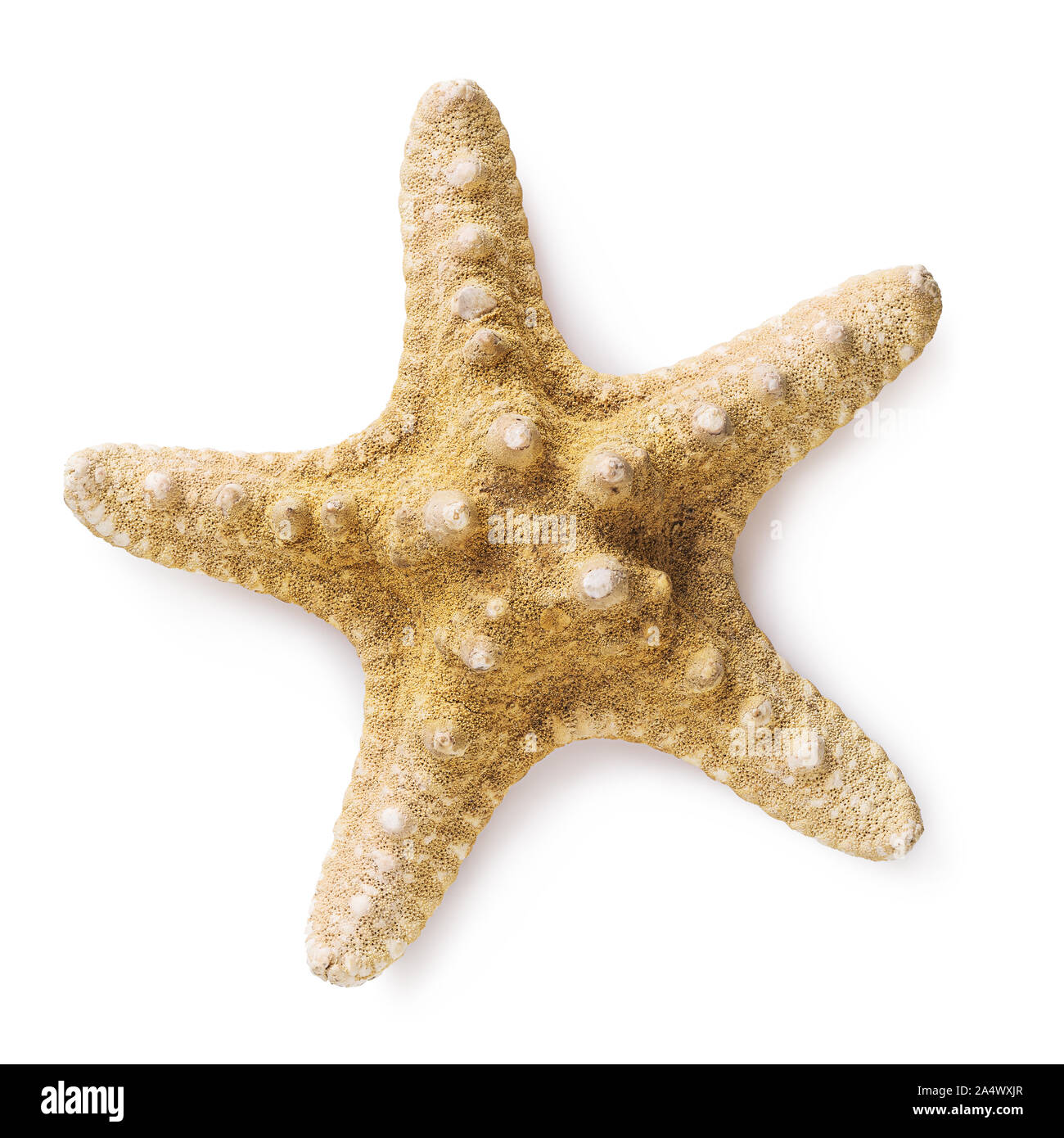 Large starfish isolated on white background, top view. Stacked photo ...