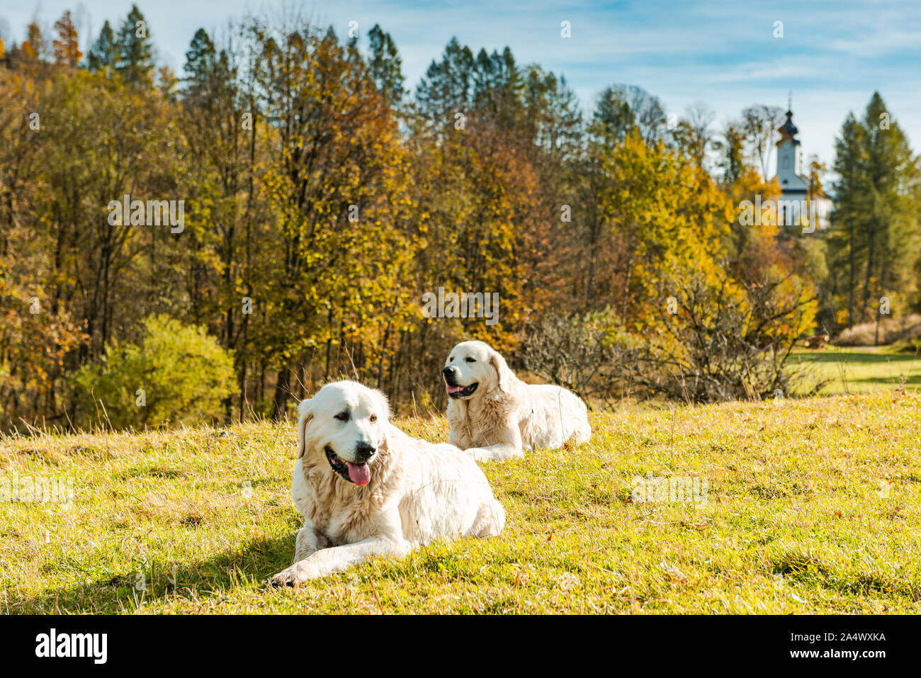 Working Shepherd Dogs Guarding Sheep Flock in Polish Highlands Pastures ...