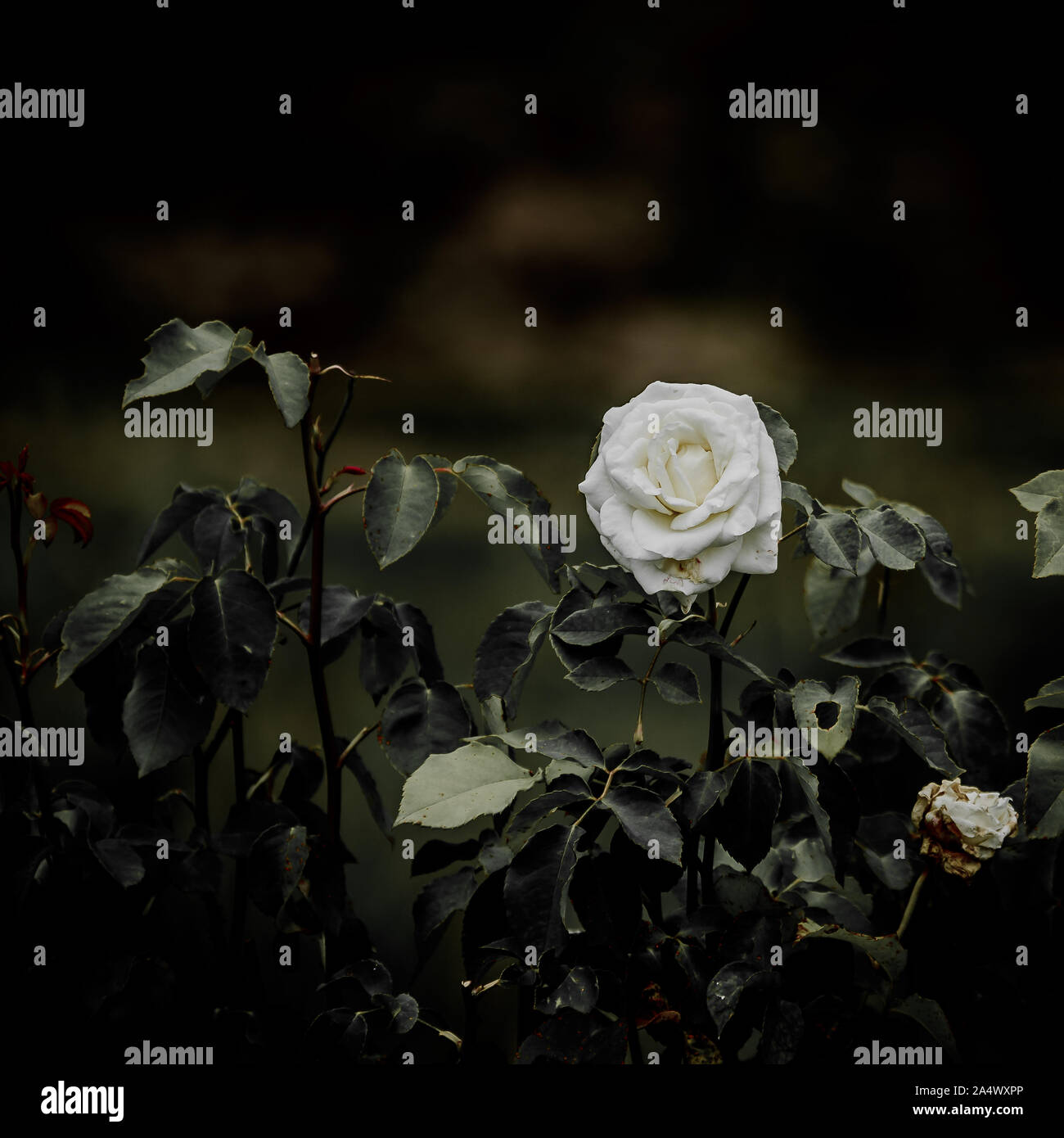 beautiful white roses uncut on their own plant in a garden, with great ...