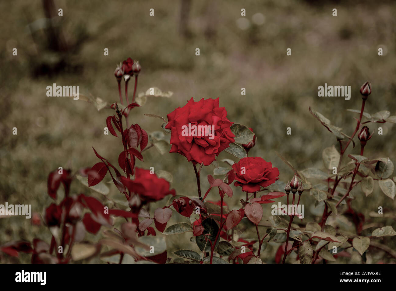 beautiful uncut red roses on their own plant in a garden, with great ...