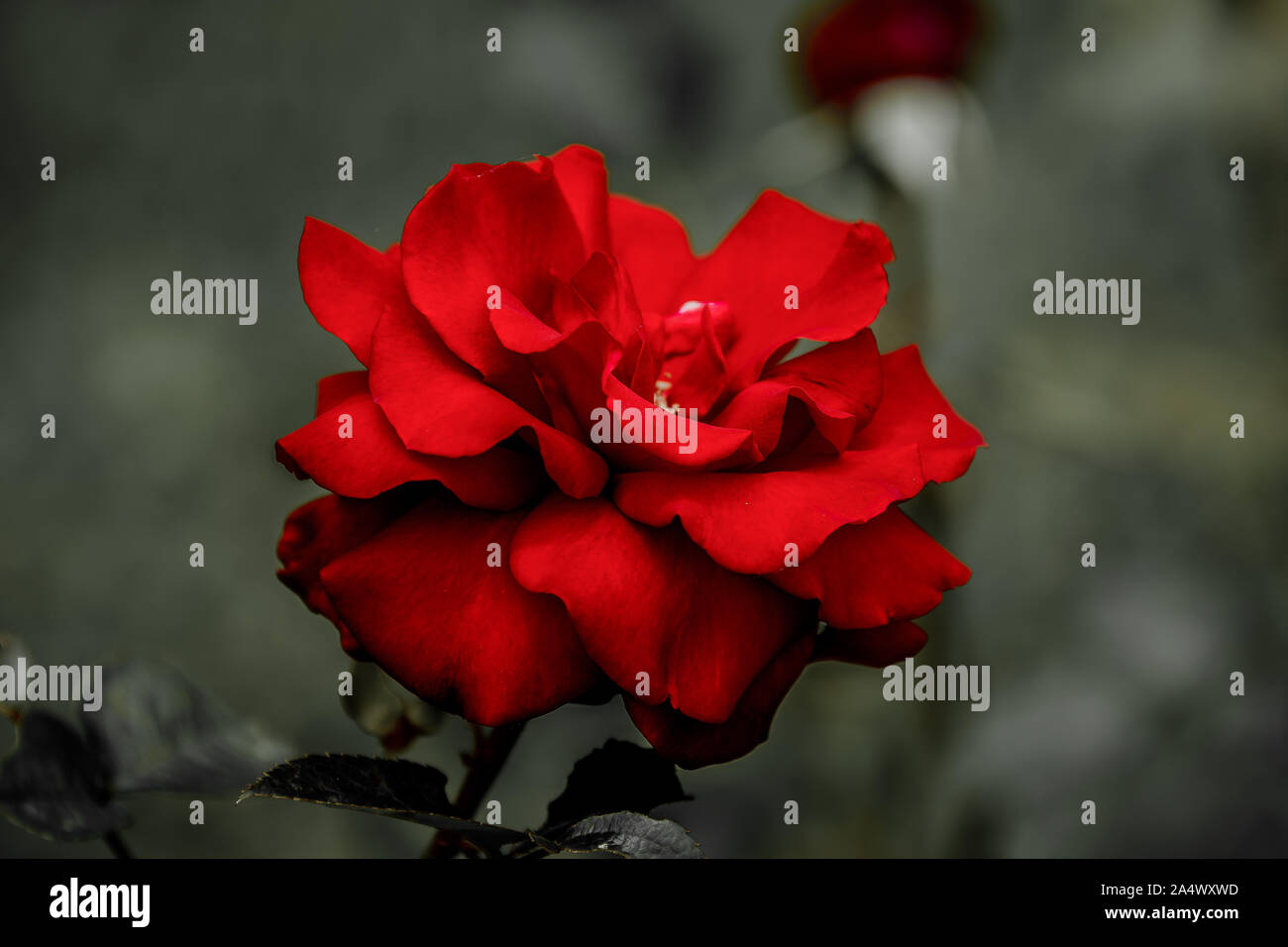 beautiful uncut red roses on their own plant in a garden, with great ...