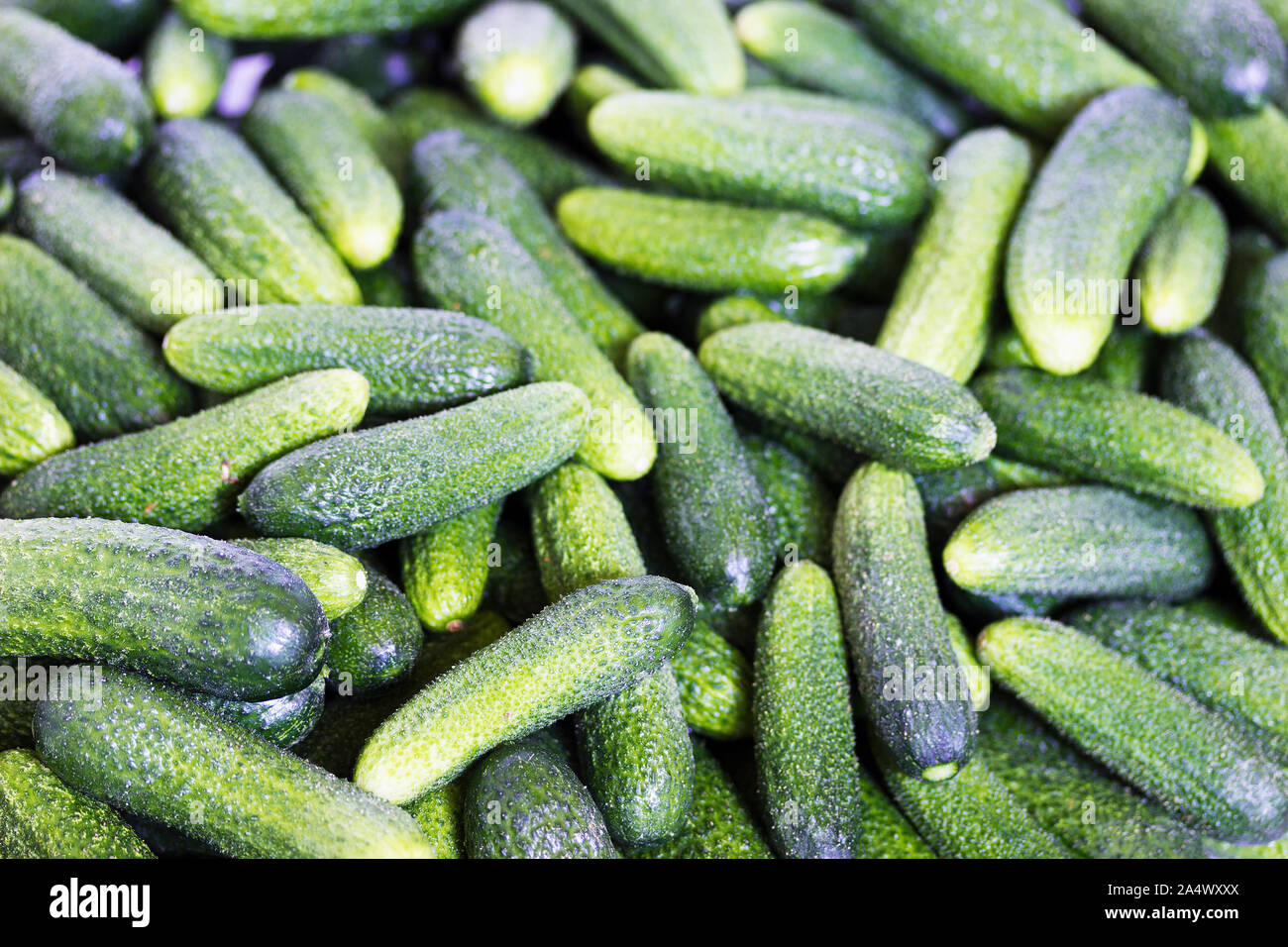 Baby cucumbers hi-res stock photography and images - Alamy