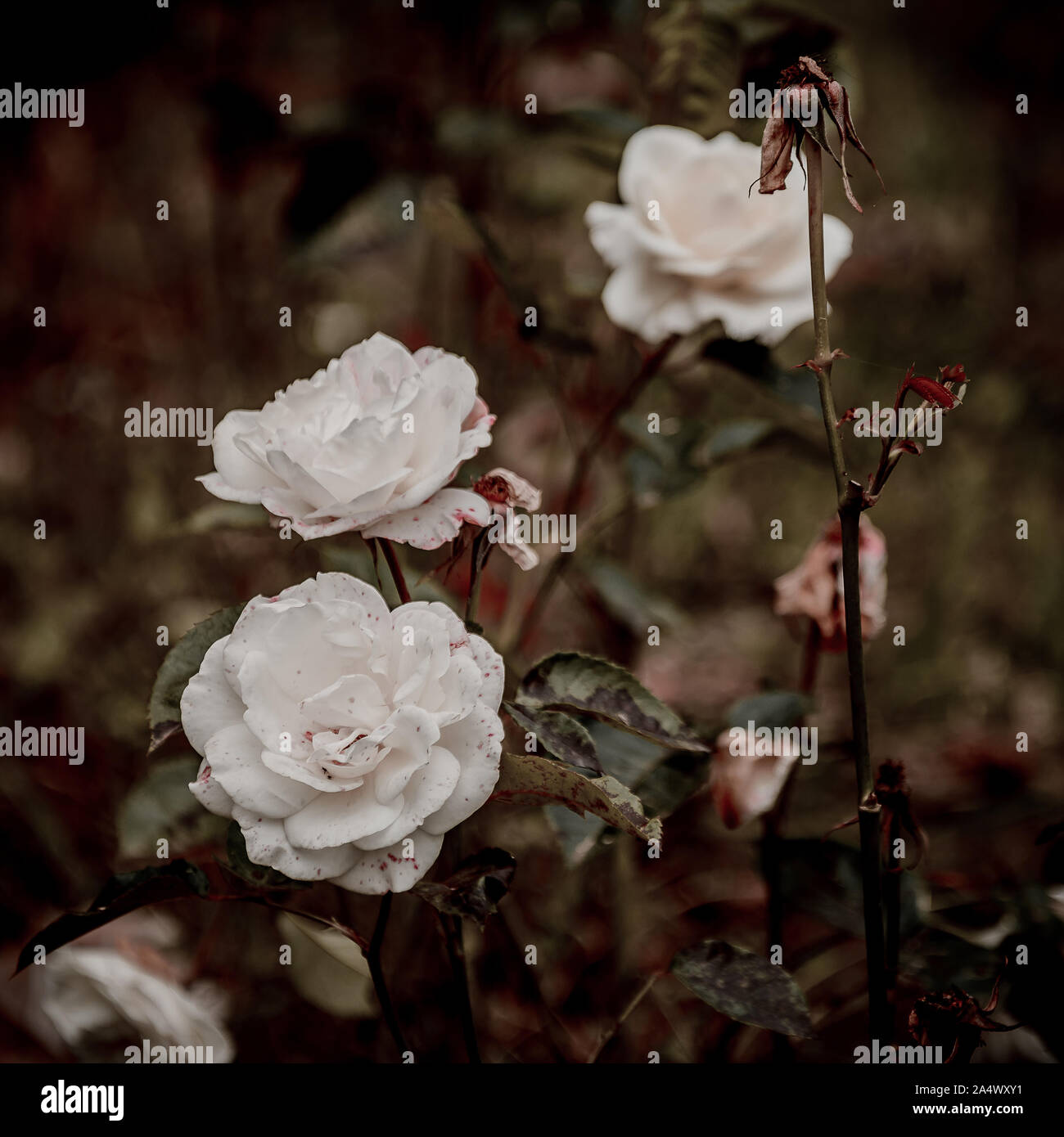 beautiful white roses uncut on their own plant in a garden, with great ...