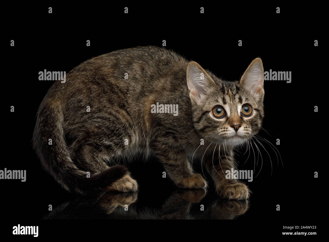 Scared Cat Tail High Resolution Stock Photography and Images - Alamy