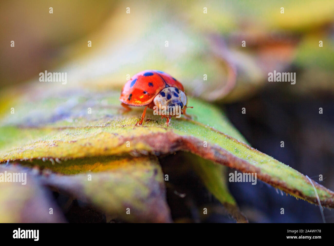 Macro of ladybug on a blade of grass in the morning sun Ladybug - bug ...