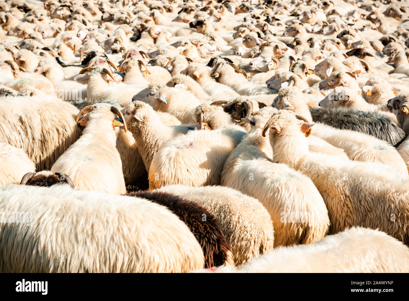 Many Sheeps in Herd or Flock , Farming and Agriculture Background Stock ...