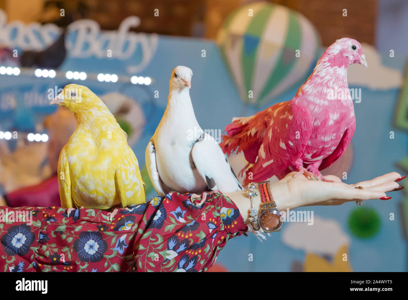 a dove on his hand . holding a red , white, yellow dove in his hand ...