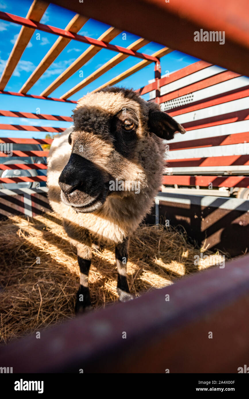 Flock sheep loading transportation sheeps hi-res stock photography and ...